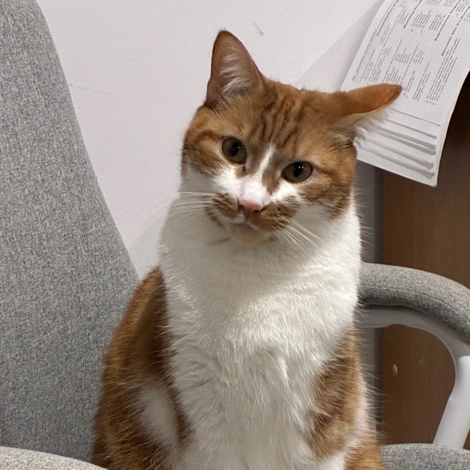 The Sounds of Silence - Shut Up! For MND